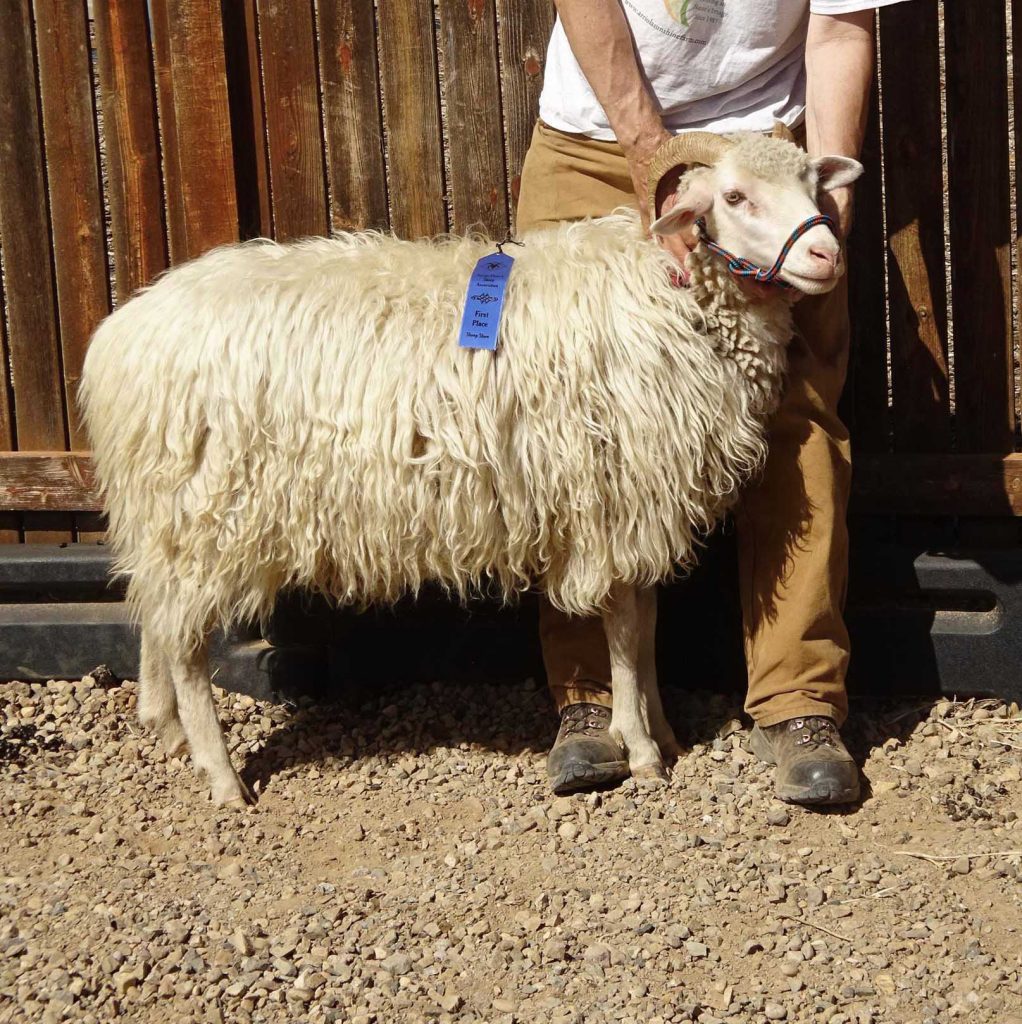 We Raise Champion Navajo-Churro Sheep & Wool – Arriola Sunshine Farm