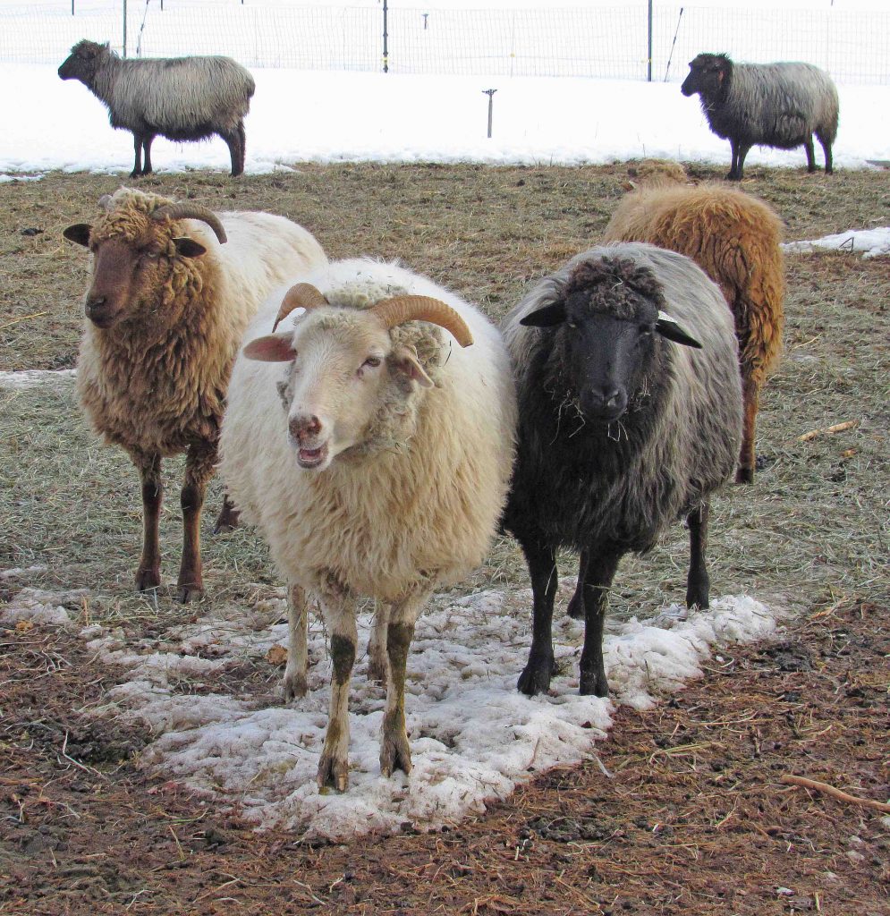 Navajo-Churro Heritage Sheep – Arriola Sunshine Farm