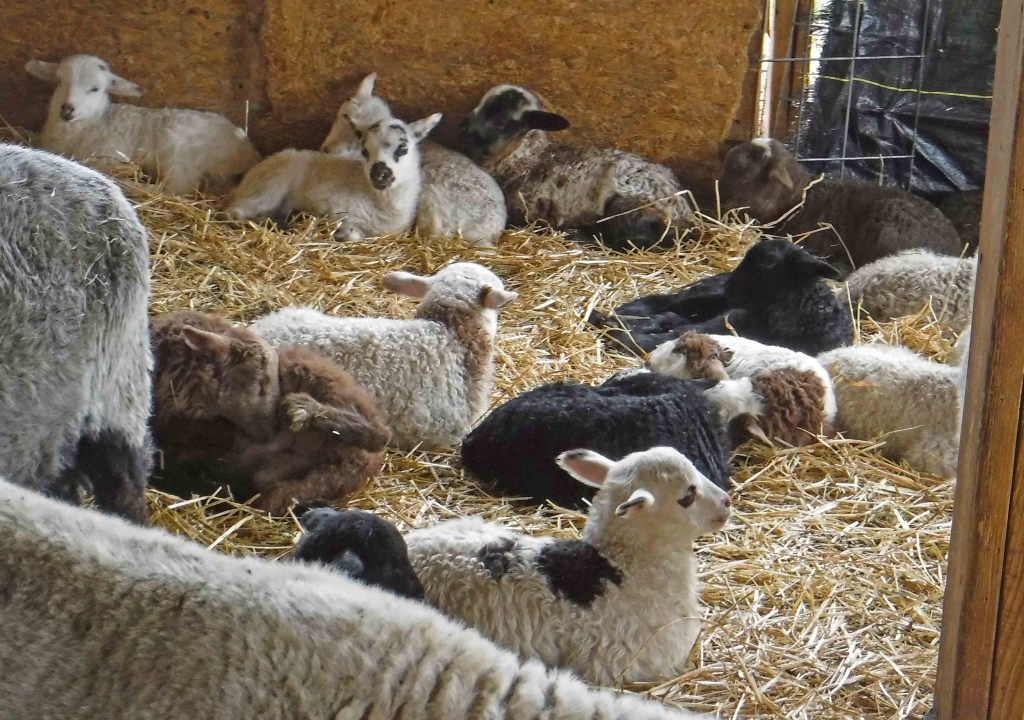 2019 Navajo Churro Lambs – Arriola Sunshine Farm